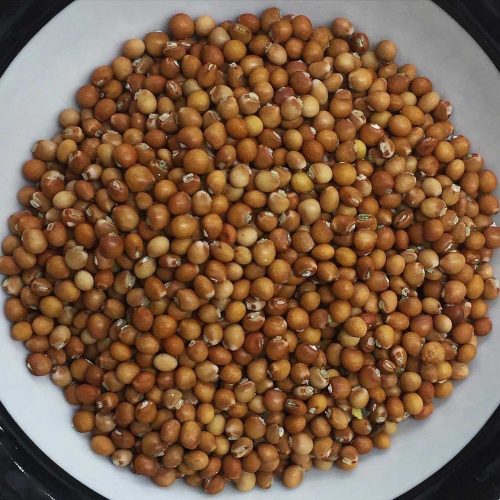 Red Gram / Pigeon Pea – Perfect Food Industries